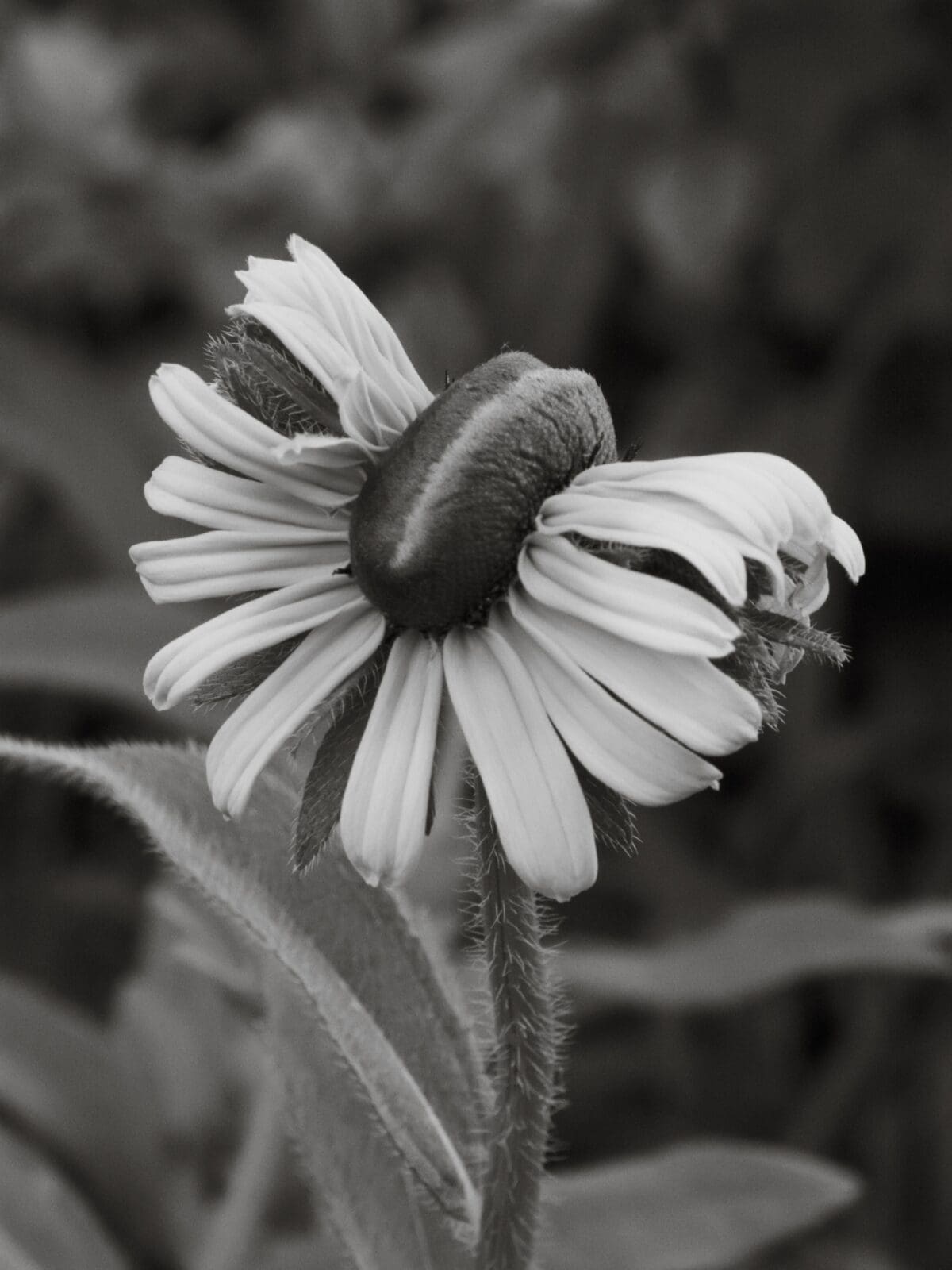 Fascinating Fasciation - Backbone Valley Nursery