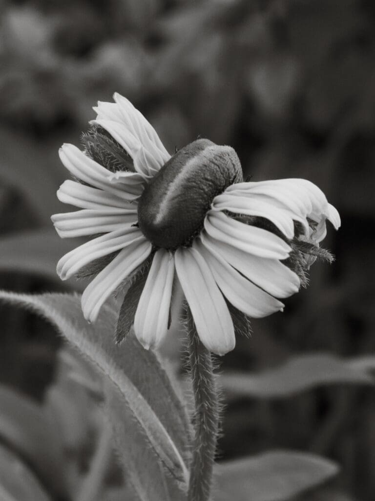 Fascinating Fasciation - Backbone Valley Nursery