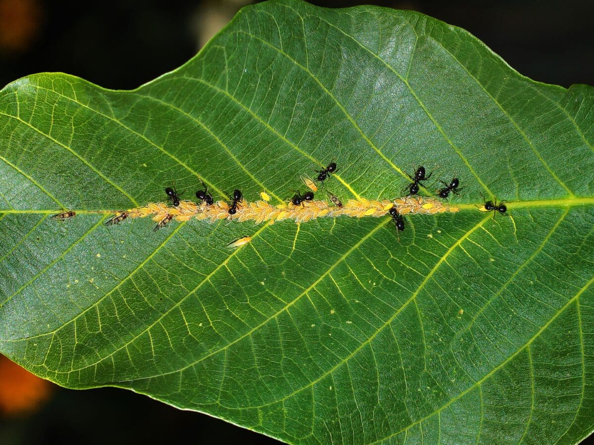 Aphids - Backbone Valley Nursery