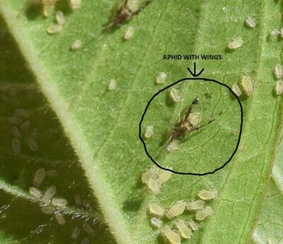 Aphids - Backbone Valley Nursery