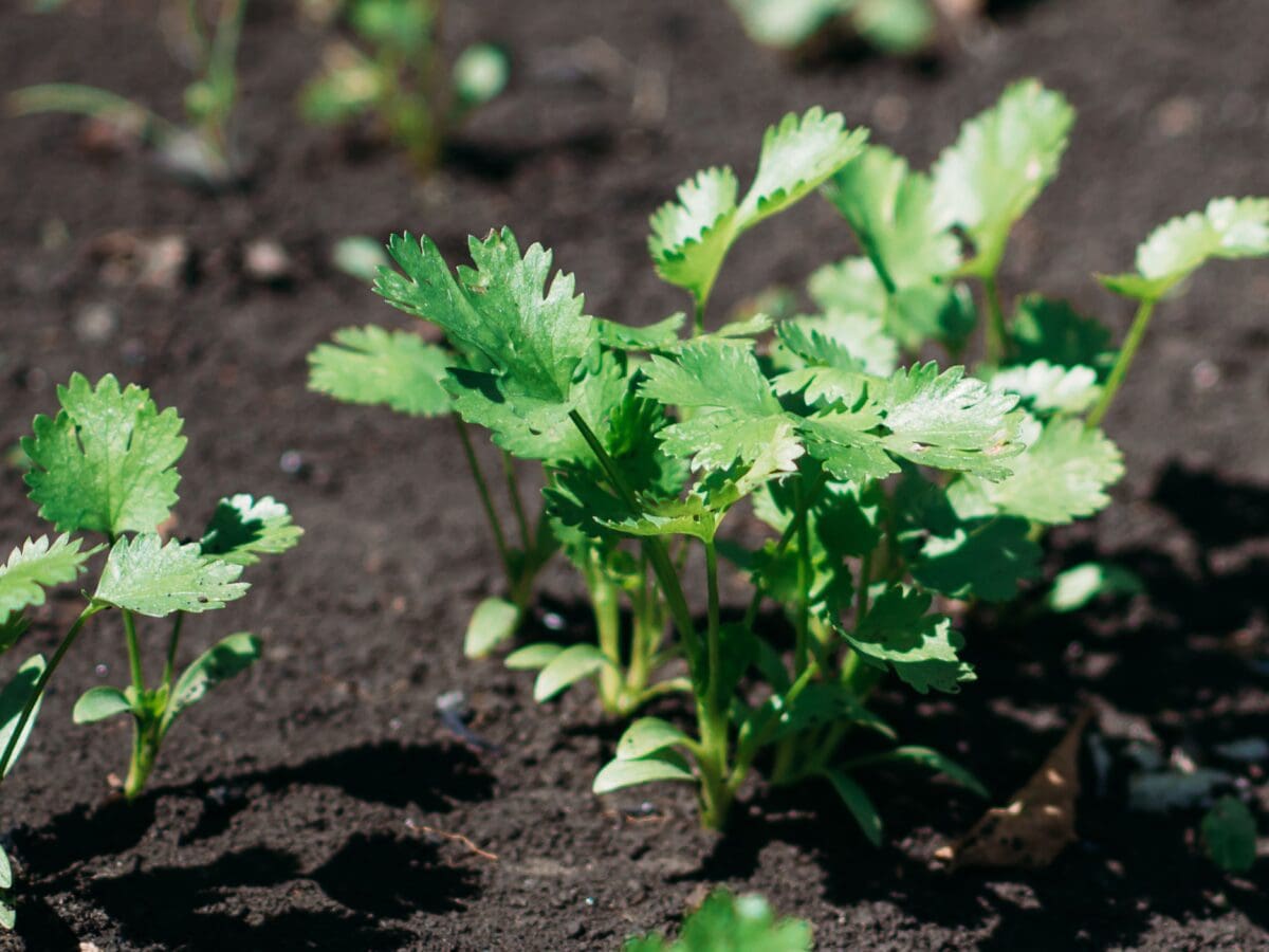 Grow Cilantro from Seed - Backbone Valley Nursery