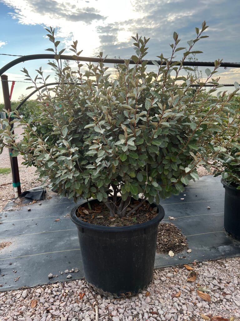 Elaeagnus species - Backbone Valley Nursery