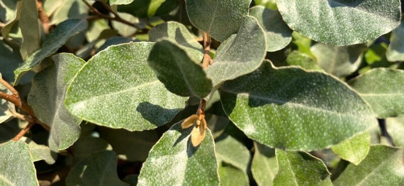 Elaeagnus species - Backbone Valley Nursery