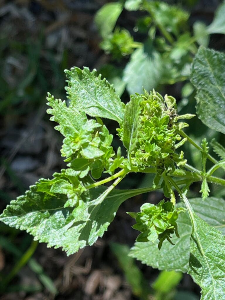 Lantana Flower Gall Mite - Backbone Valley Nursery