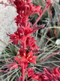 Red Yucca Varieties - Backbone Valley Nursery