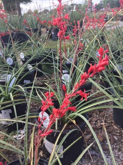Red Yucca Varieties - Backbone Valley Nursery