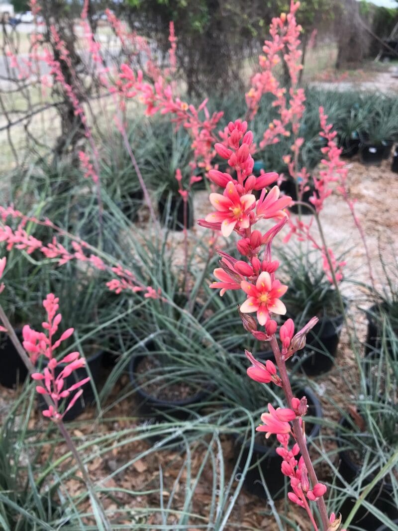 Red Yucca Varieties - Backbone Valley Nursery