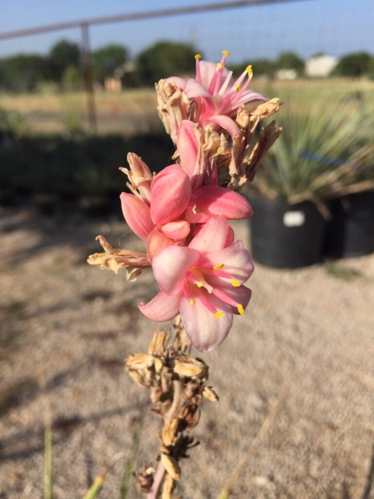 Red Yucca Varieties - Backbone Valley Nursery
