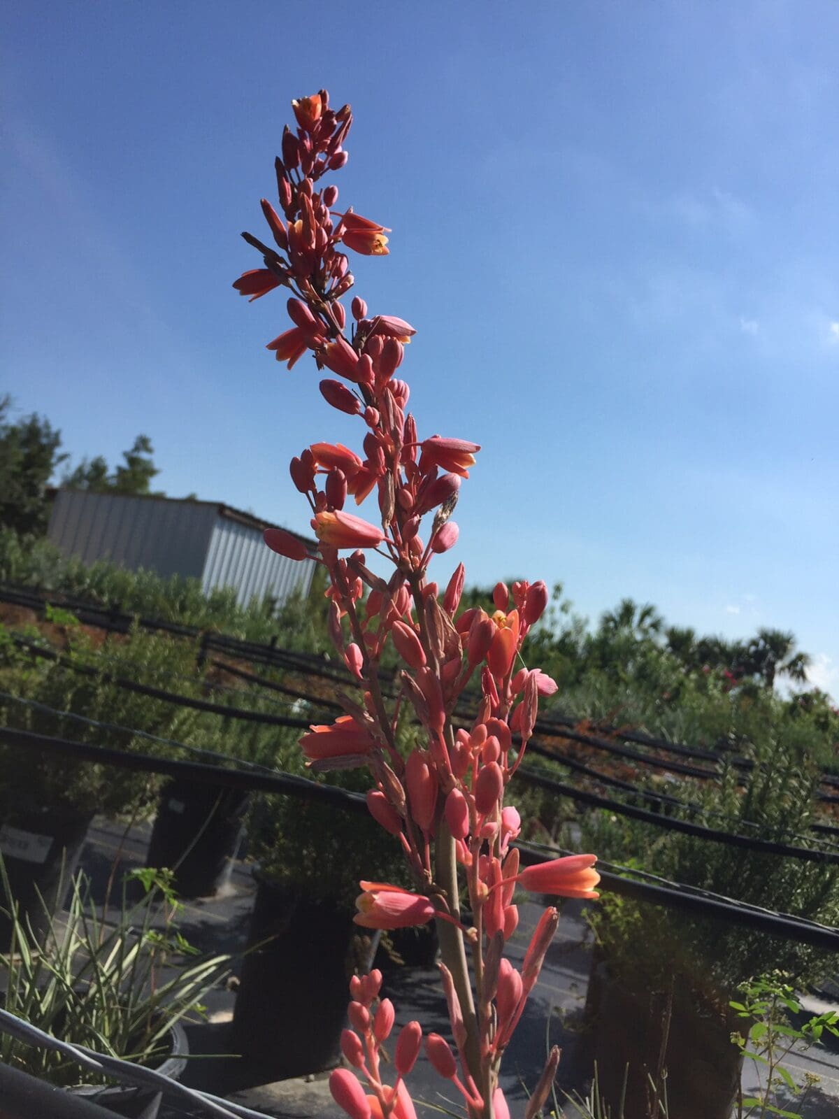 Red Yucca Varieties - Backbone Valley Nursery