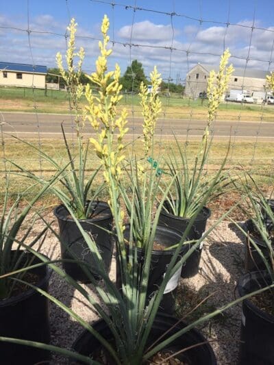 Red Yucca Varieties - Backbone Valley Nursery