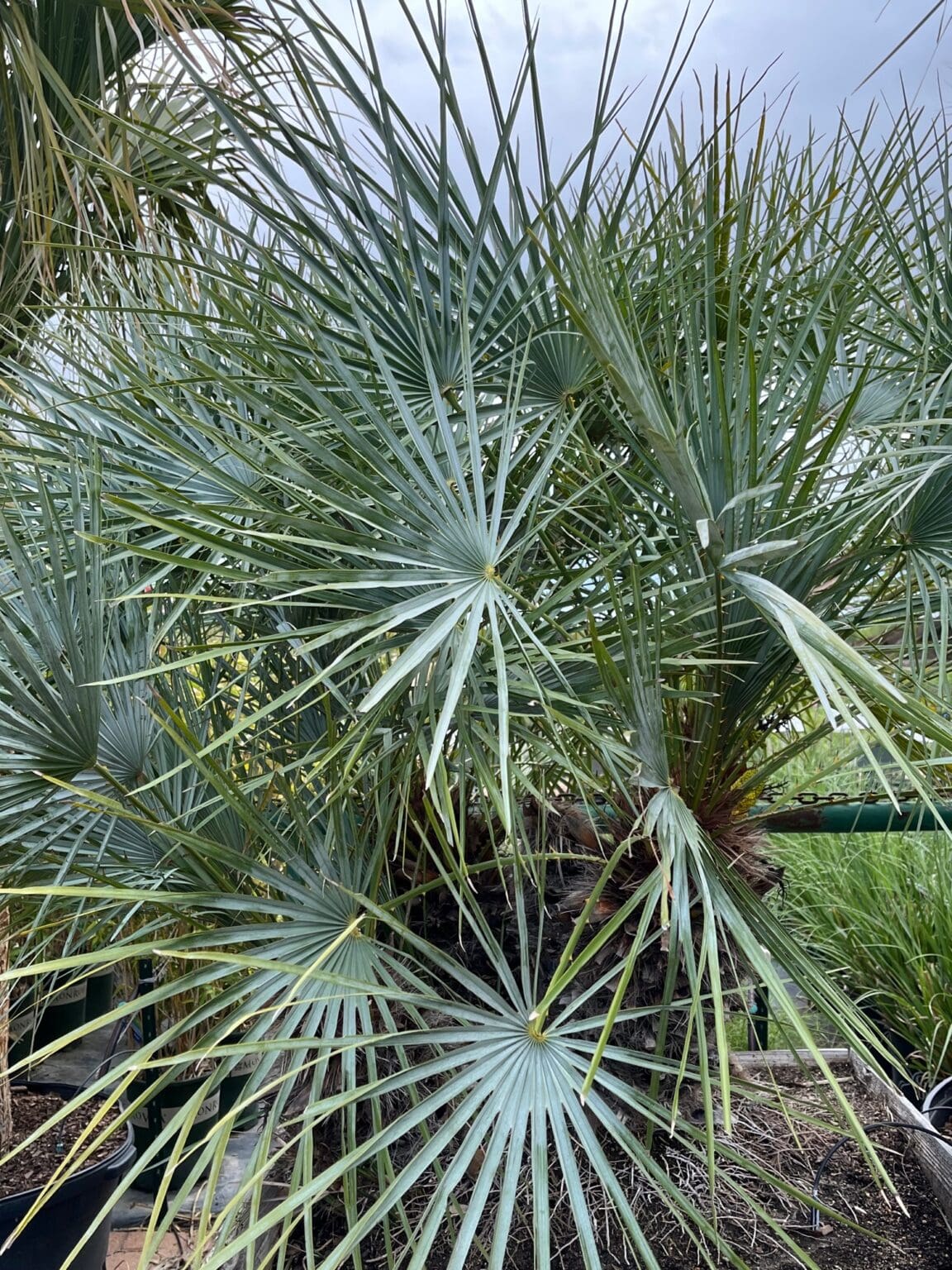 Hardy Palms for Central Texas - Backbone Valley Nursery