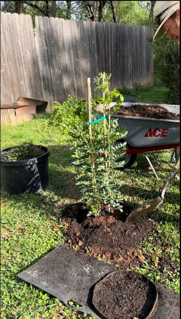 Planting a Grow Bag Texas Mountain Laurel - Backbone Valley Nursery