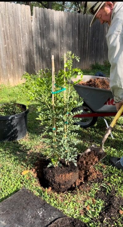 Planting a Grow Bag Texas Mountain Laurel - Backbone Valley Nursery