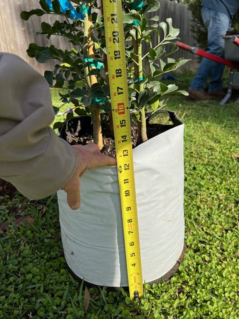 mtn laurel measuring root ball - Backbone Valley Nursery