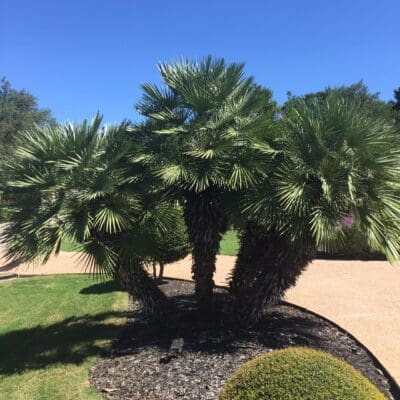 Hardy Palms for Central Texas - Backbone Valley Nursery
