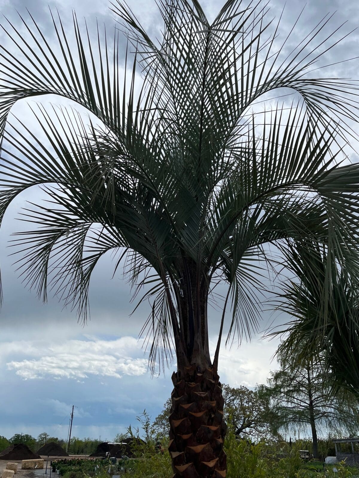 Hardy Palms for Central Texas - Backbone Valley Nursery