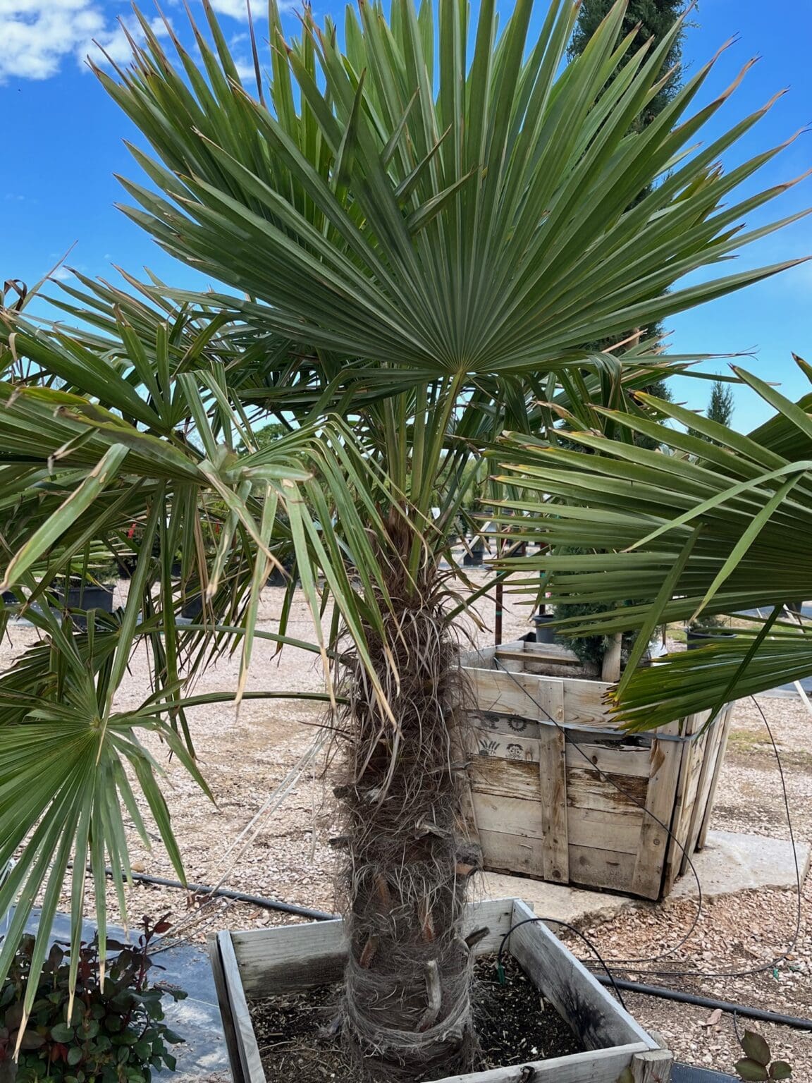Hardy Palms for Central Texas - Backbone Valley Nursery