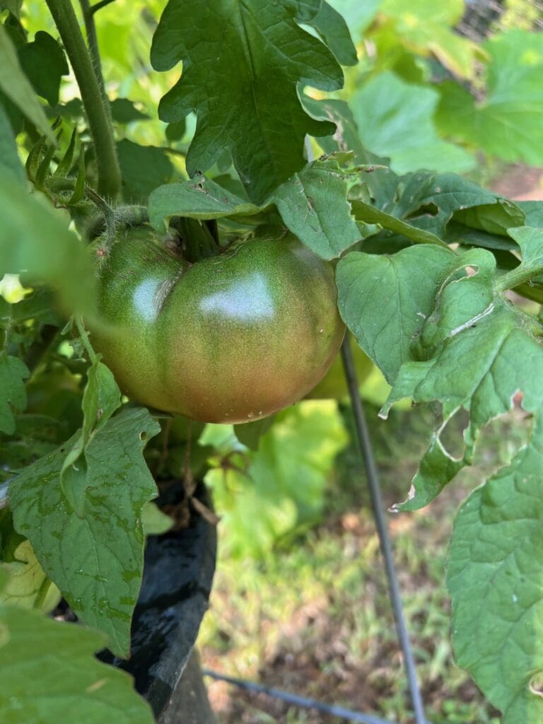 Why are My Tomatoes Not Ripening? - Backbone Valley Nursery