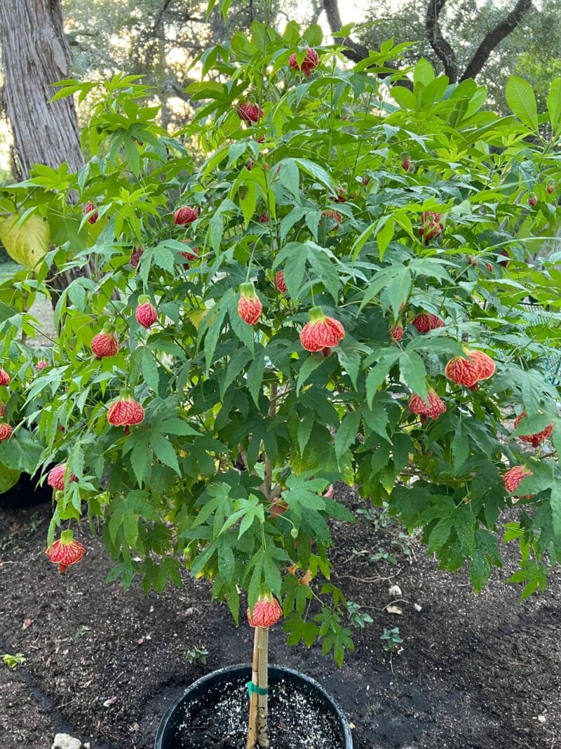 Tiger Eye Flowering Maple - Backbone Valley Nursery