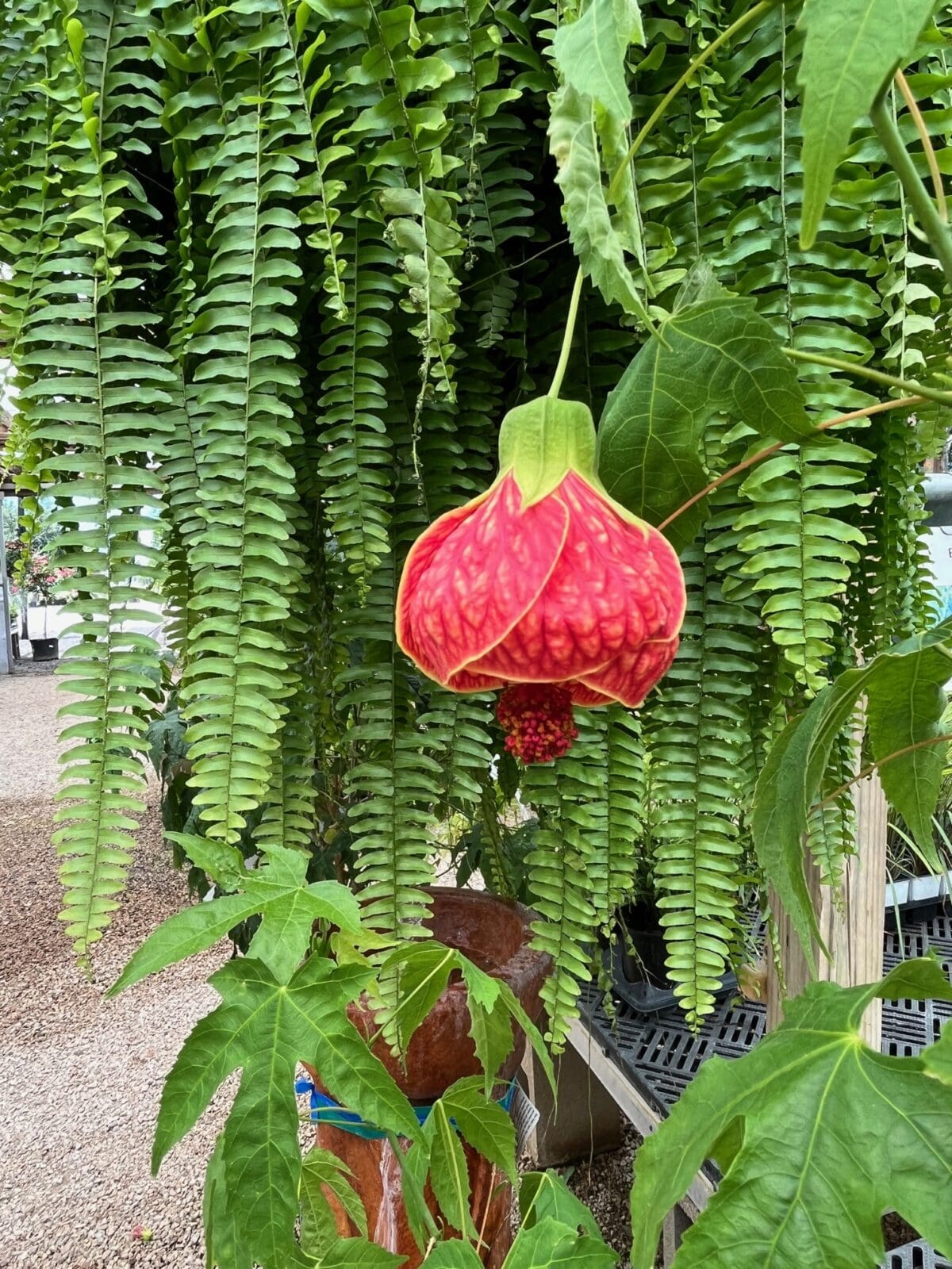 Tiger Eye Flowering Maple - Backbone Valley Nursery