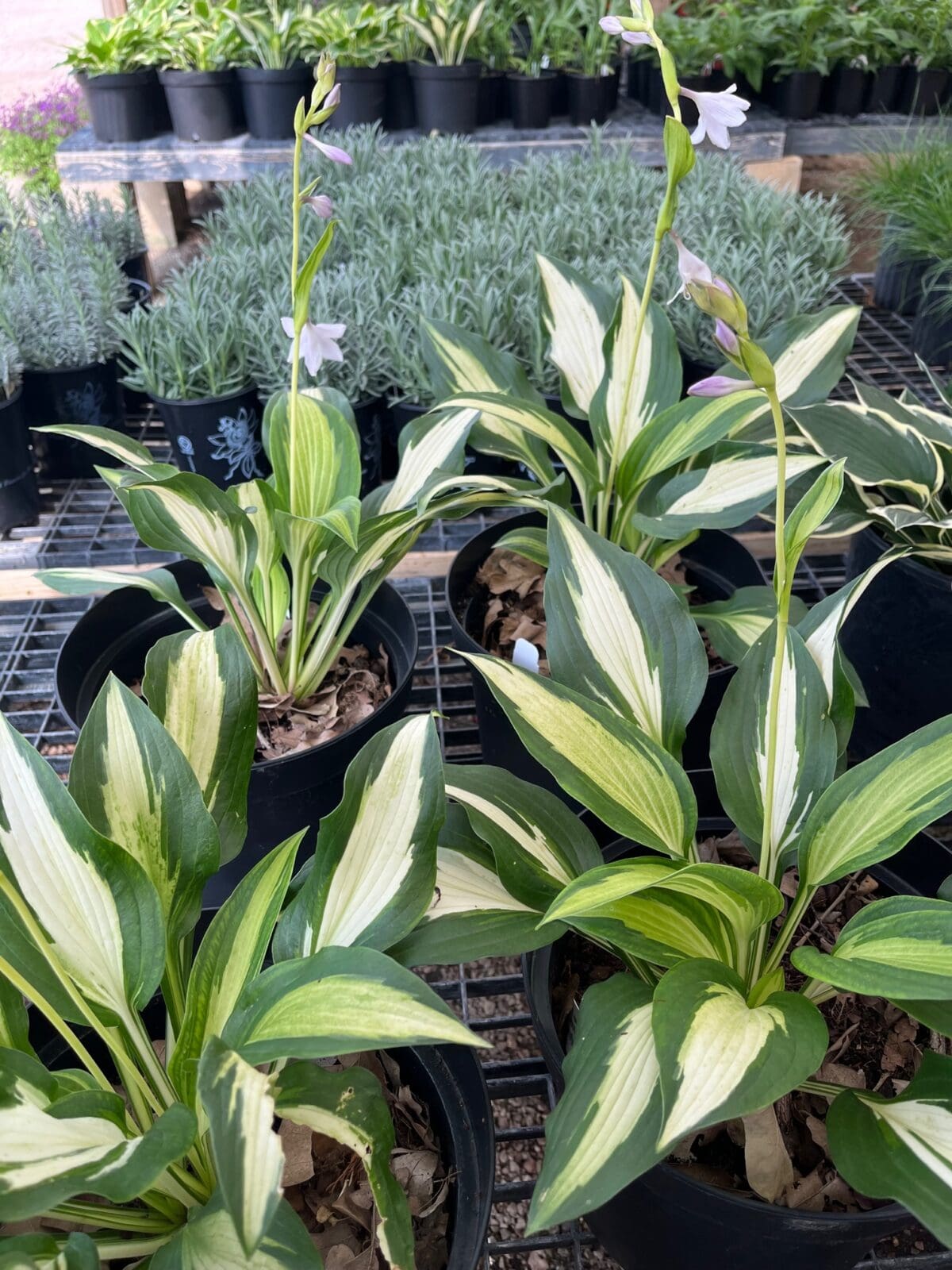 Perennials for the Shade in Central Texas - Backbone Valley Nursery