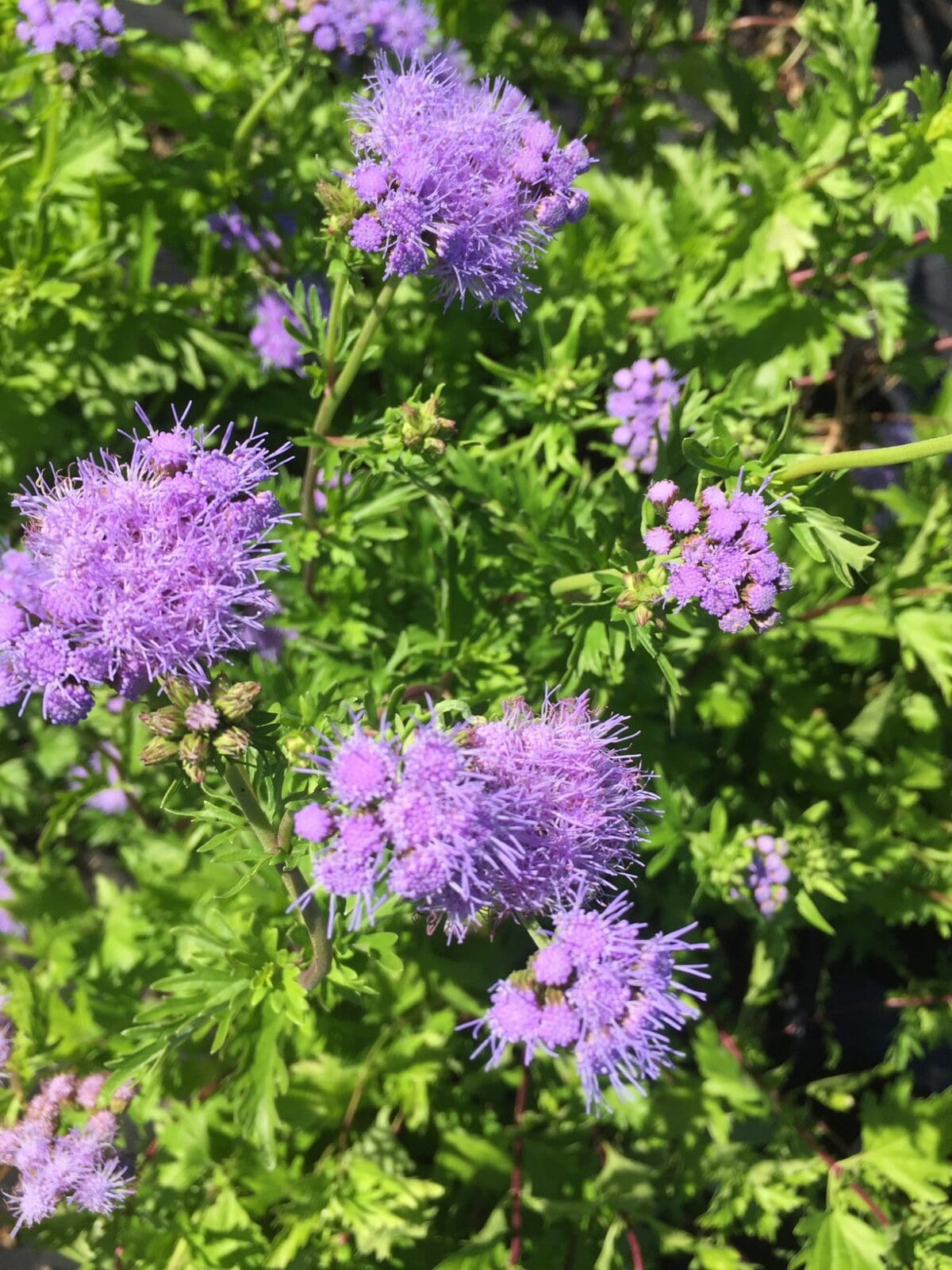 Perennials for the Shade in Central Texas - Backbone Valley Nursery