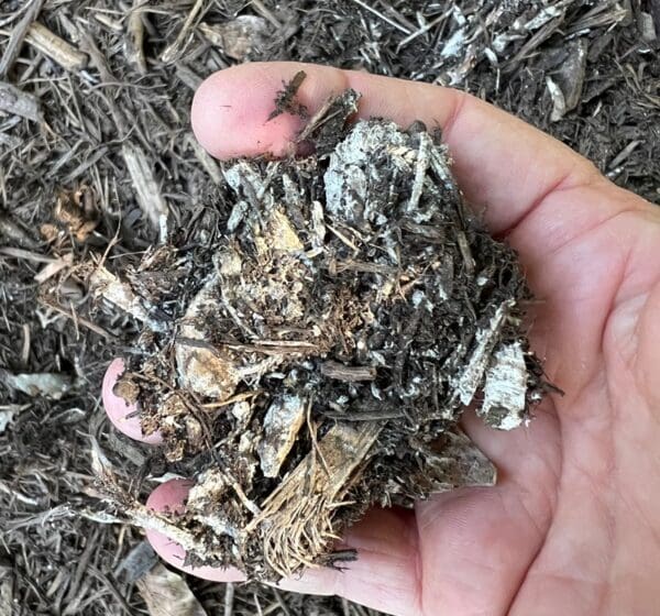 White Mold on Mulch or Potting Soil - Backbone Valley Nursery