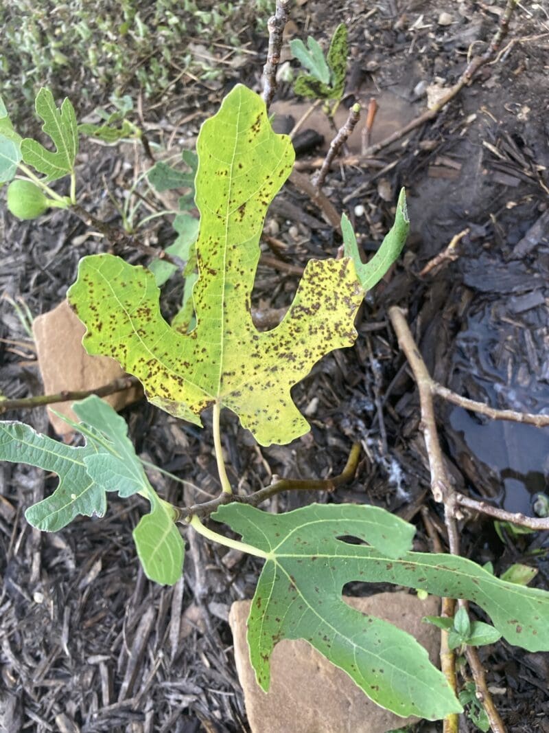 Fig Leaf Rust - Backbone Valley Nursery