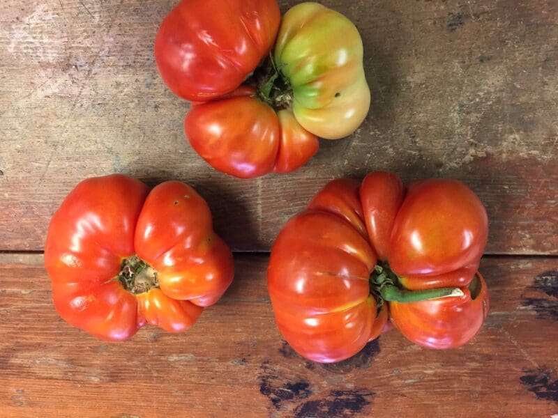 Tomato Mega Blooms - Backbone Valley Nursery
